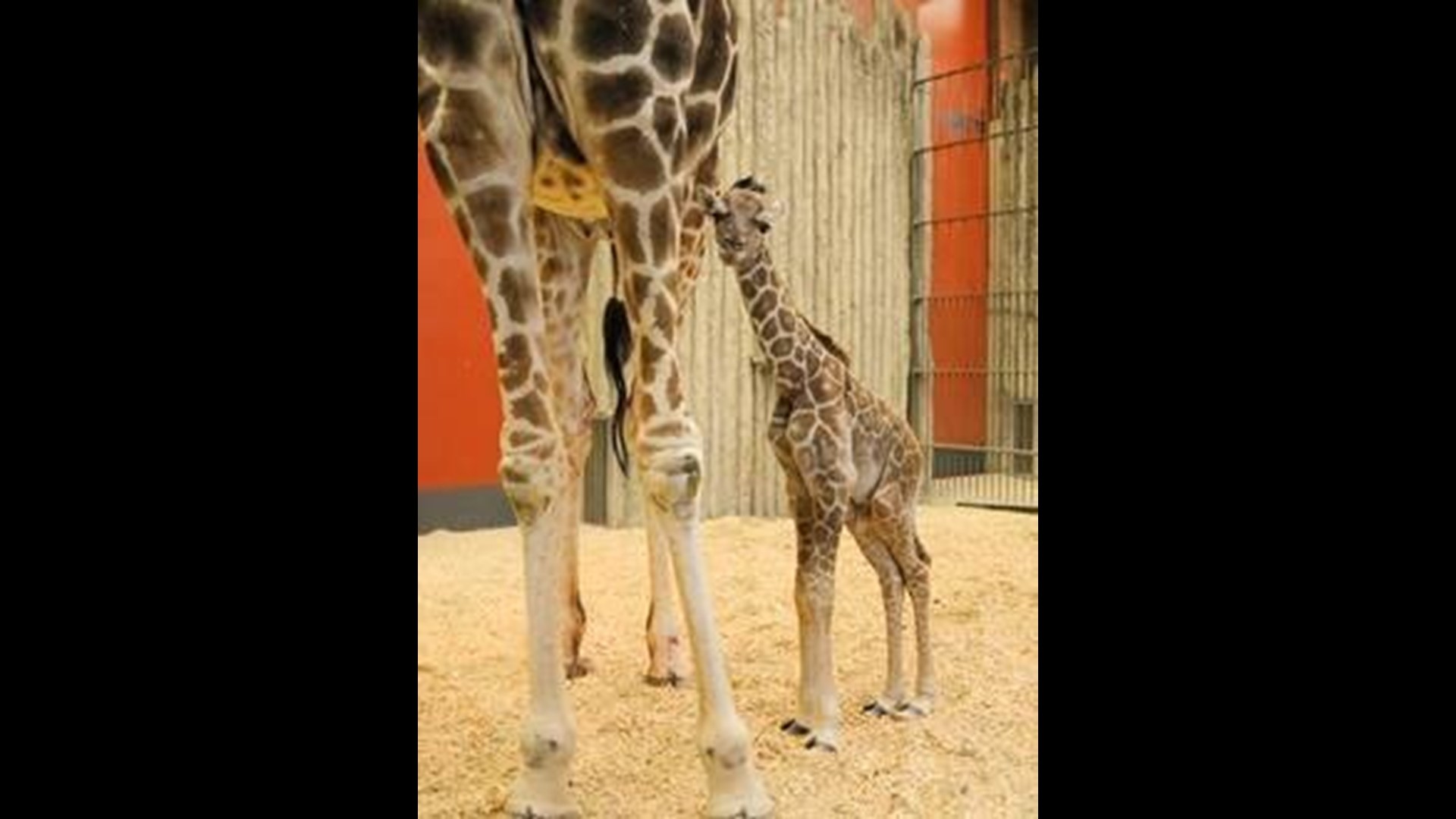 Giraffe at Denver Zoo quietly gives birth to ‘unplanned’ baby Dobby ...