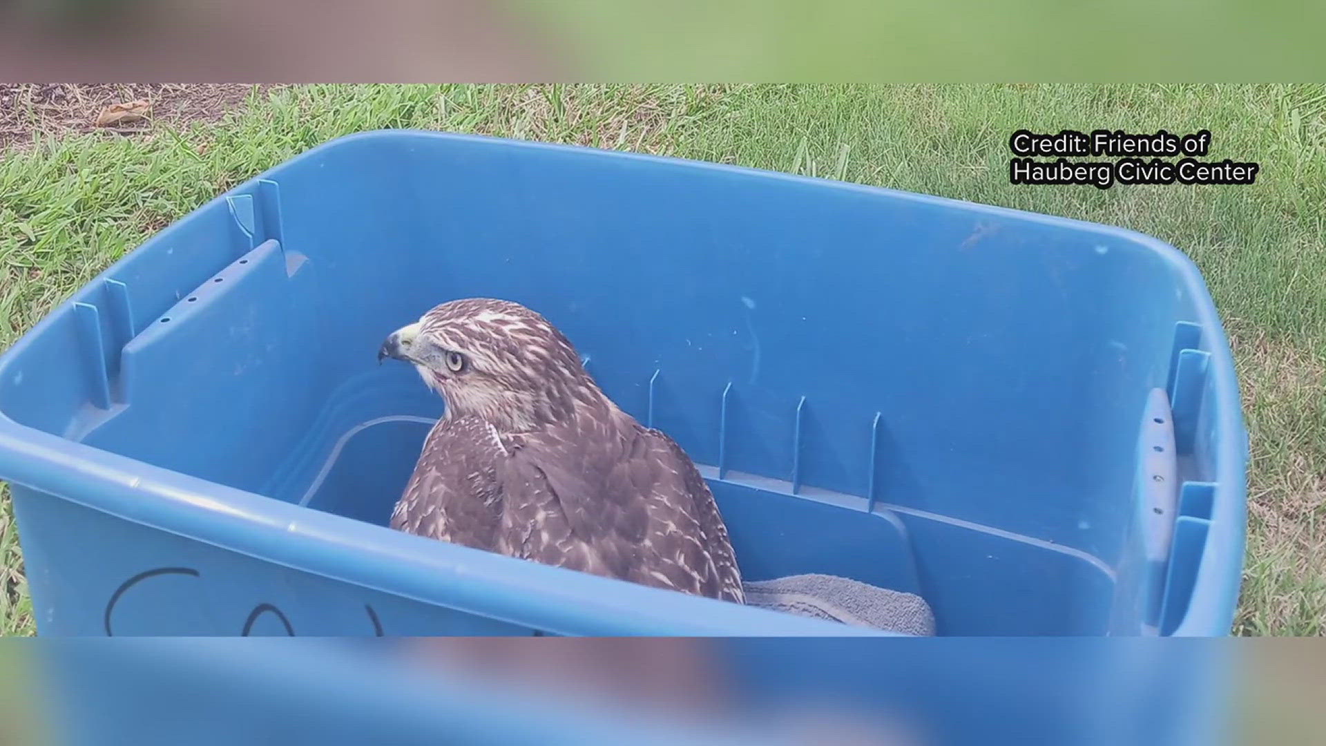 Injured hawk rescued at Hauberg Civic Center after power line shock now ...