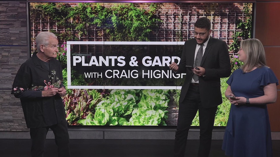 How can we care for our jasmine plant? | Plants & Gardens with Craig ...