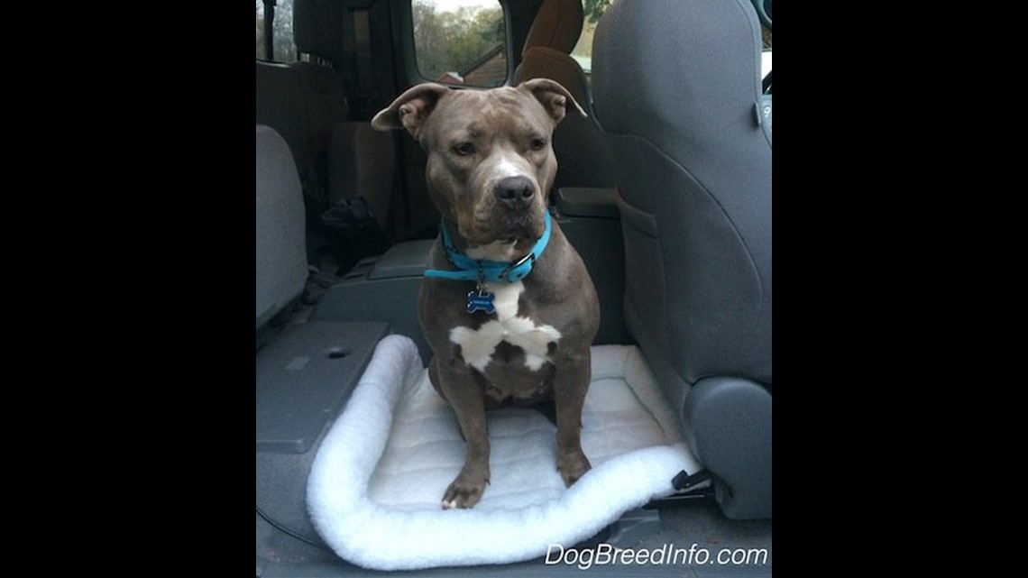Family fights to save pit bull from being ‘impounded’ | wqad.com