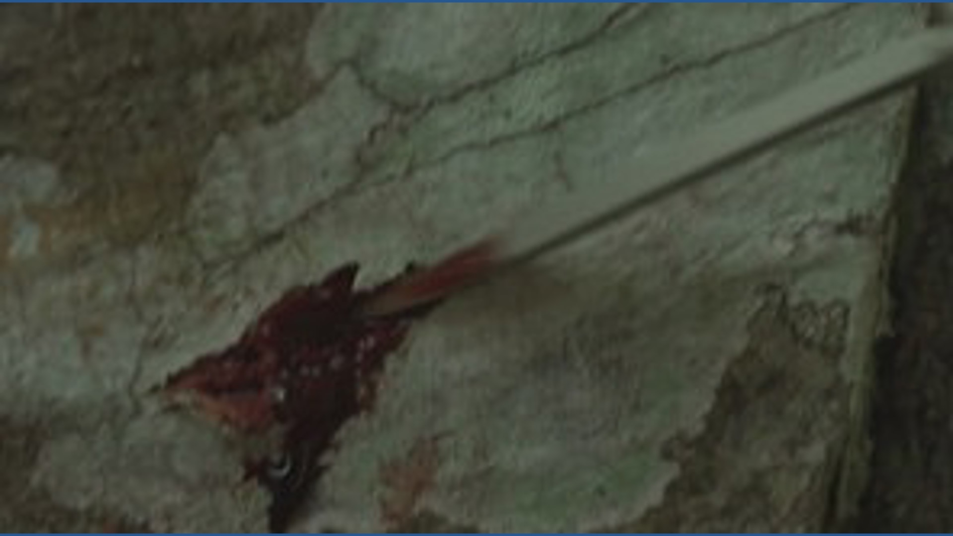 Stingless bees and the Dragon's Blood Tree | wqad.com