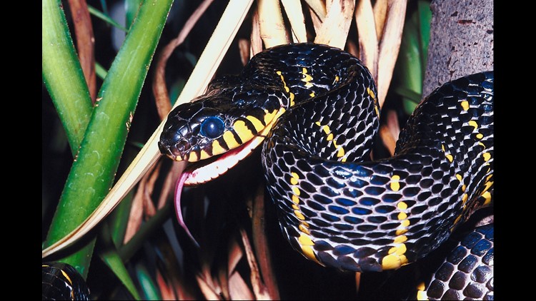 Venomous snake on the loose at the Bronx Zoo, but staff says it’s not a ...