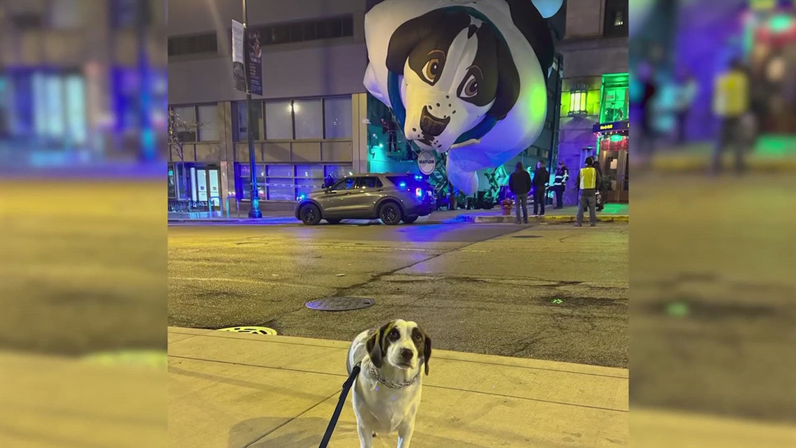 Rhode Island dog experiencing viral fame following pet food commercial ...