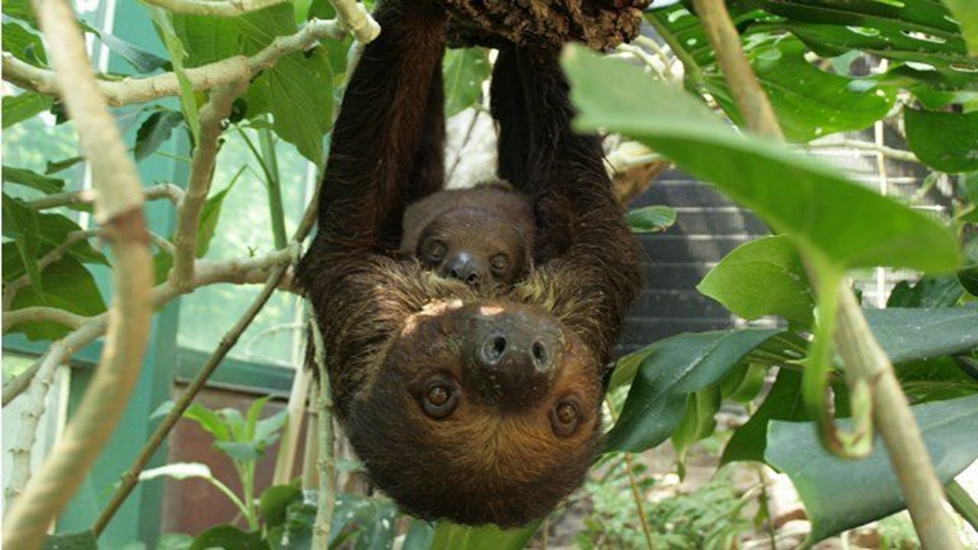 Two-toed sloths now on exhibit at Nashville Zoo | wqad.com