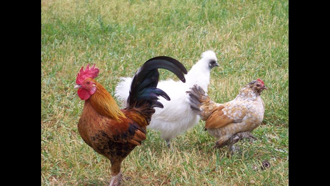 Fire chief: Man saved from blaze by son’s cackling chickens | wqad.com