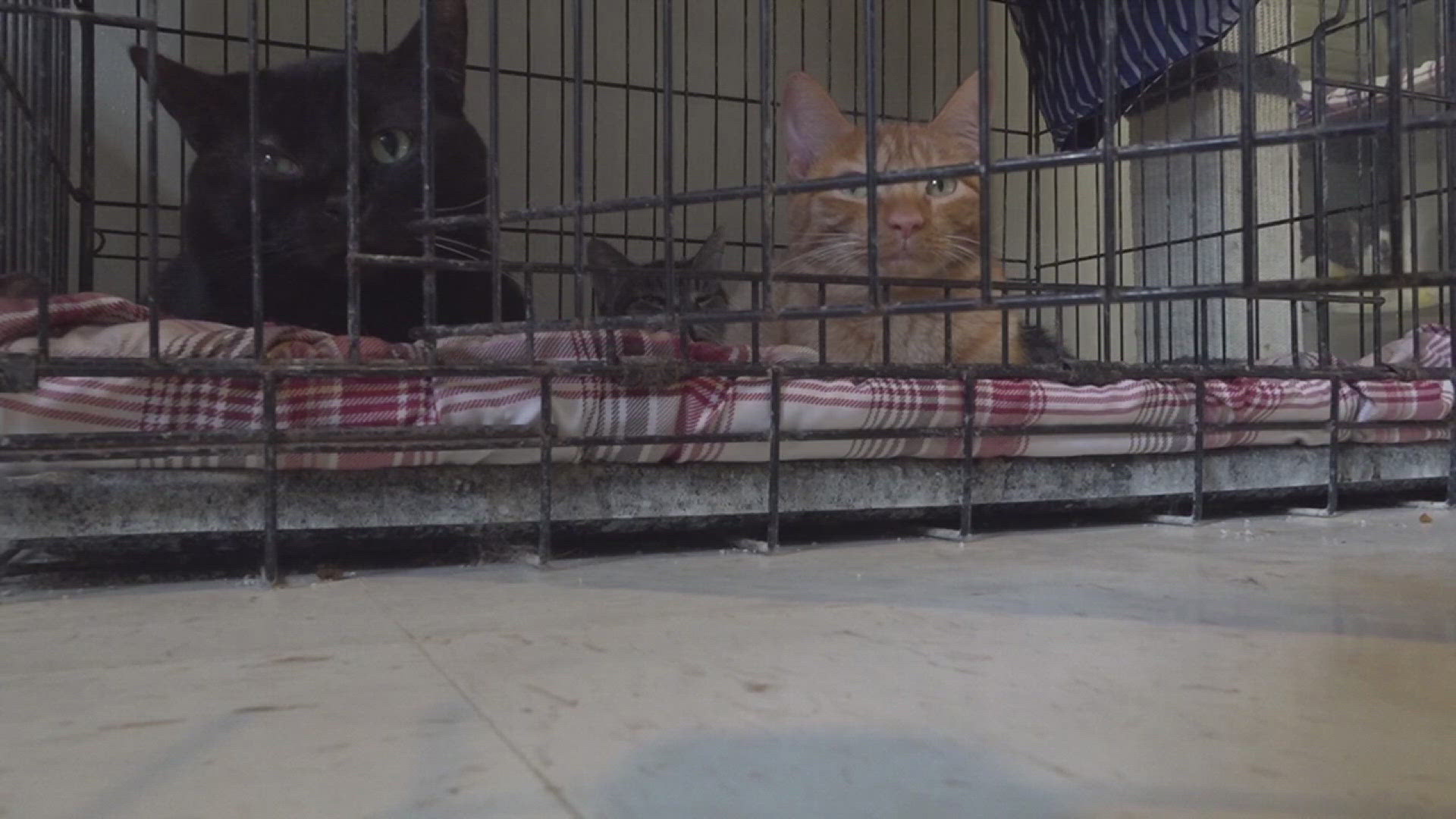 Animal Aid Humane Society moving from Moline to larger Milan shelter ...