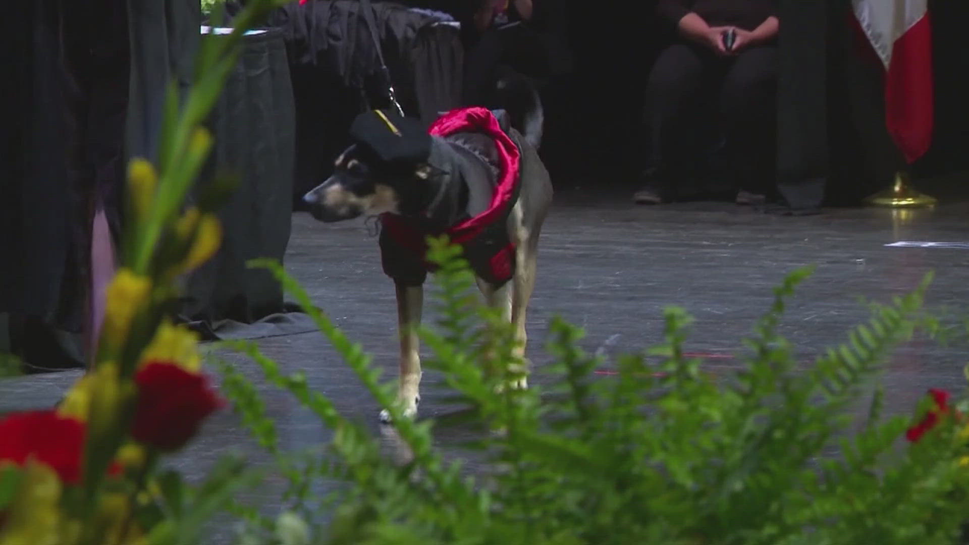 Dog saved by Iowa State University veterinarian program walks stage at ...
