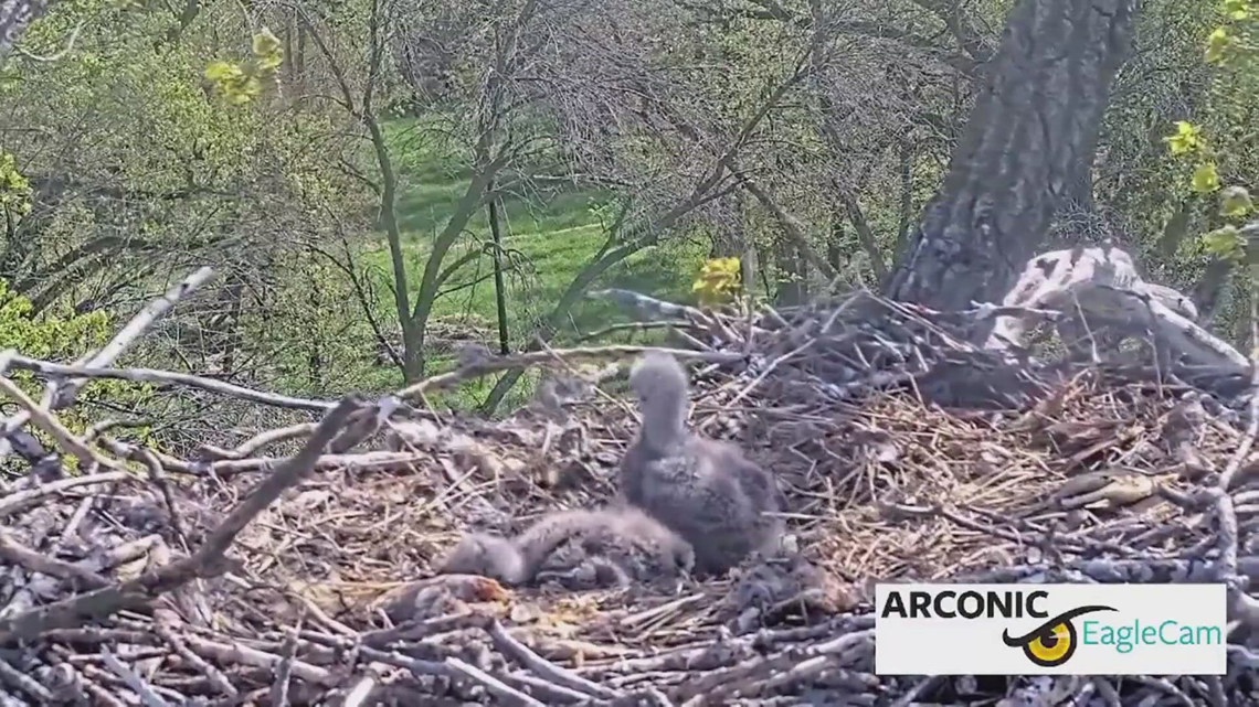 Arconic Davenport Works seeks public input to name eaglets on Eagle Cam ...