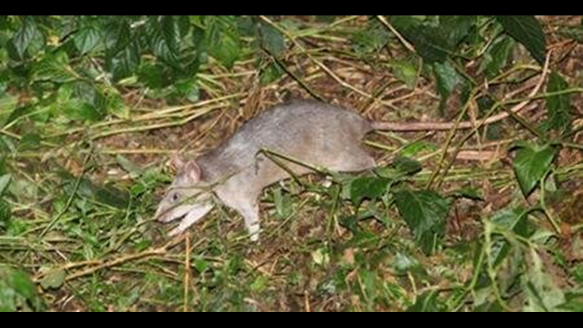 Giant 3-foot-long rats invade Florida Keys | wqad.com