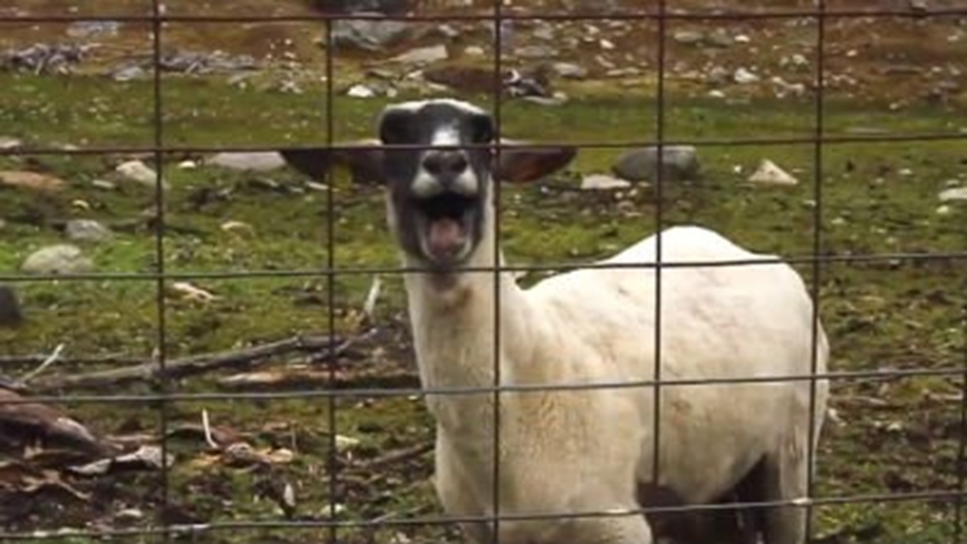 Viral Video: The Screaming Sheep | wqad.com
