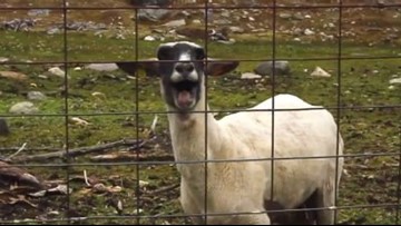 Viral Video: The Screaming Sheep | wqad.com