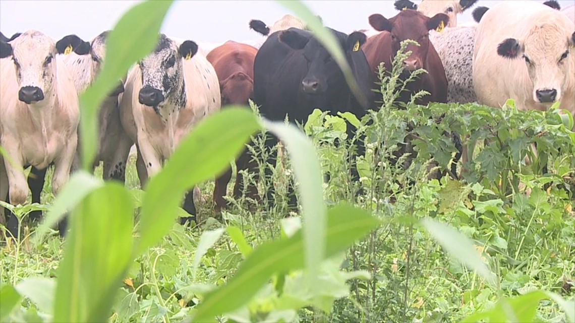 Grateful Graze farm in Cambridge brings livestock back to the land ...