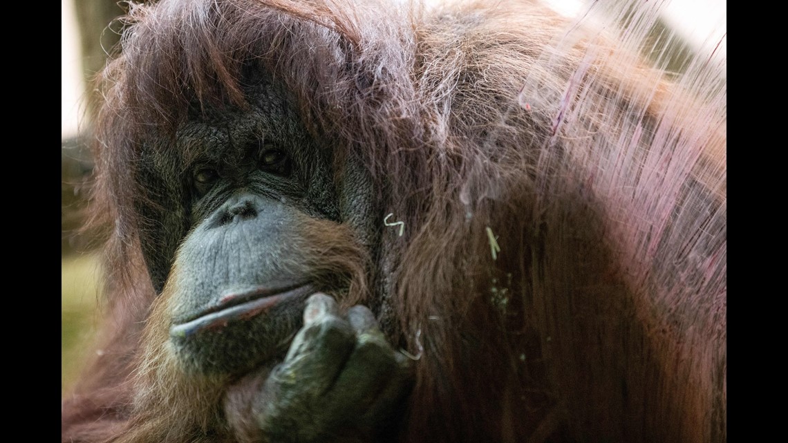 Orangutan blinded after being shot 74 times with air gun | wqad.com