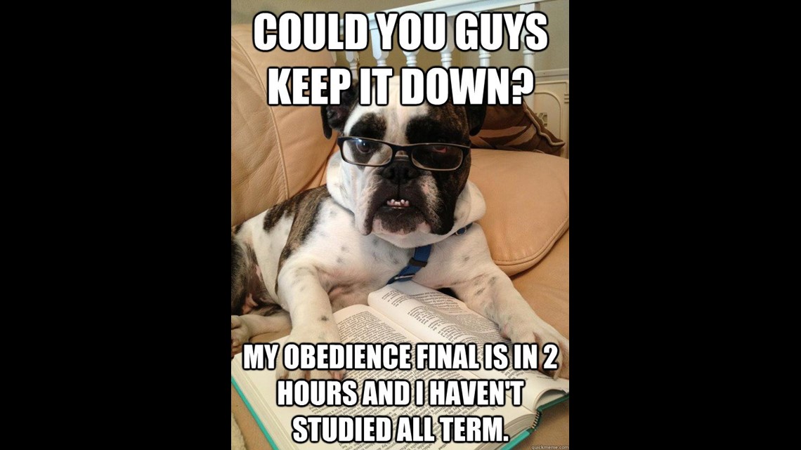 The Sharp Side on TERRIER TUESDAY: Sit, Stay, School | wqad.com