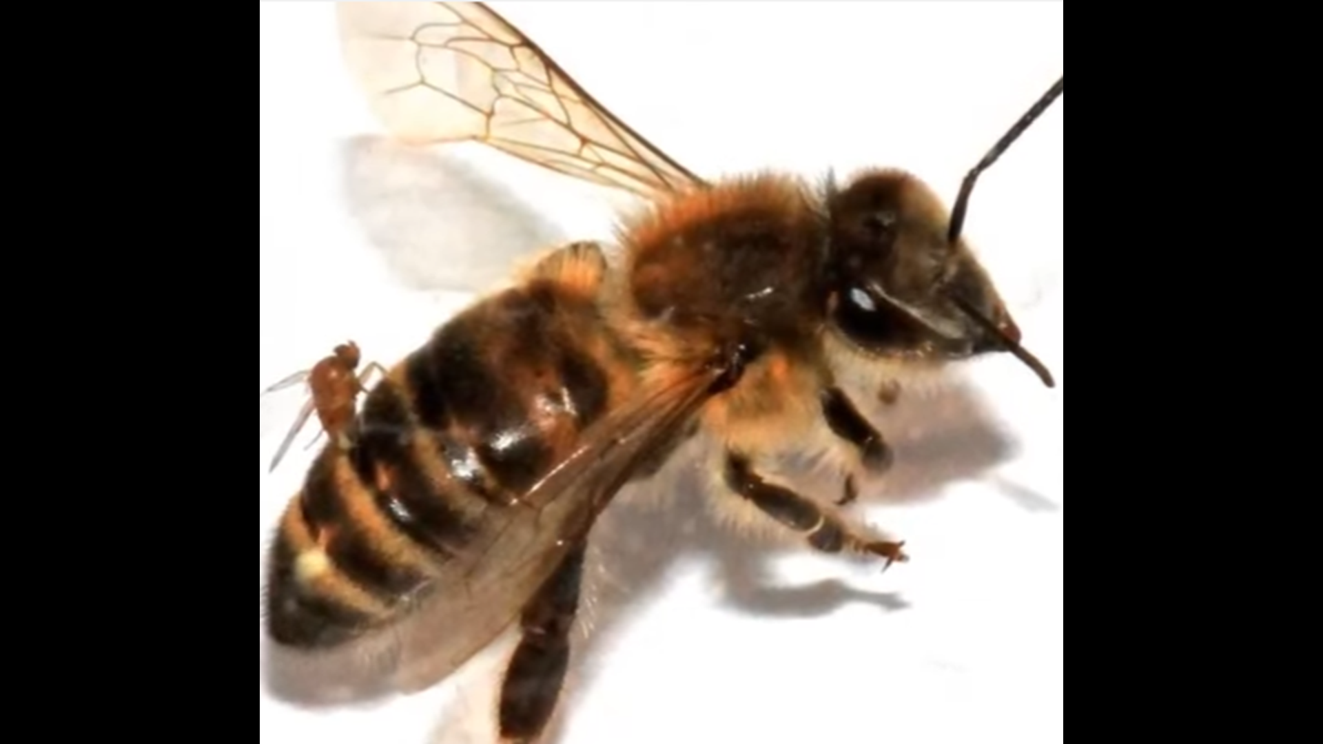 ‘ZomBee’ apocalypse: Honeybees infected by parasite flies could damage ...