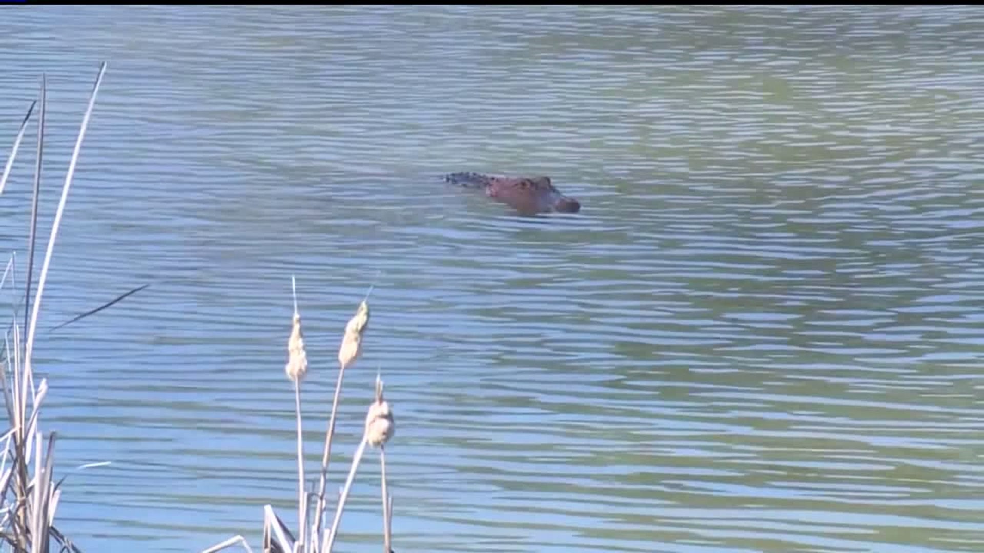 These orange alligators are raising eyebrows in South Carolina | wqad.com
