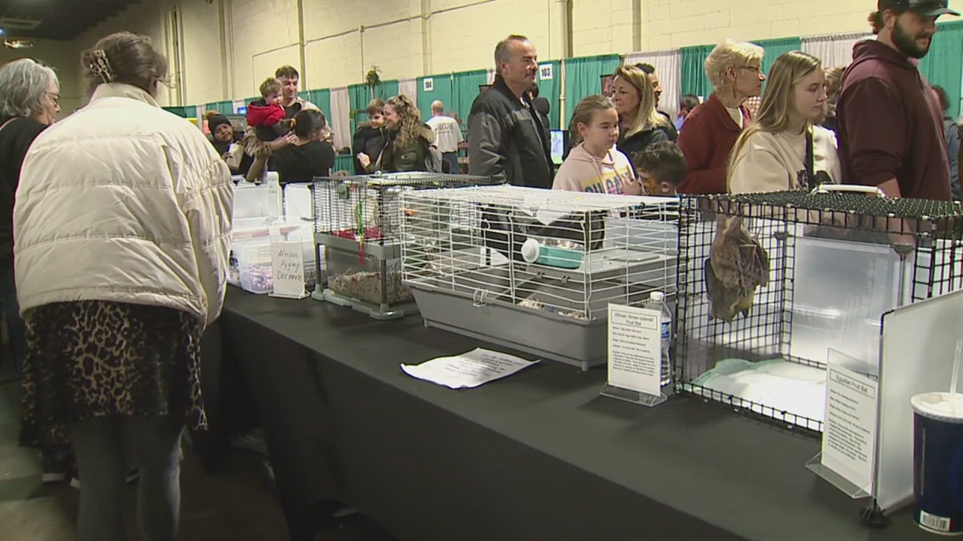 Bald eagle days return to Quad Cities Jan. 9–11 | wqad.com