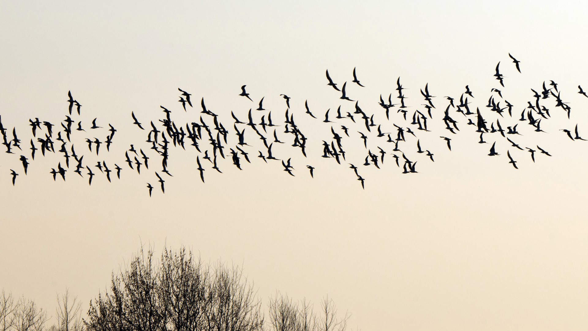 Millions of birds migrate Tuesday night above Quad Cities | wqad.com
