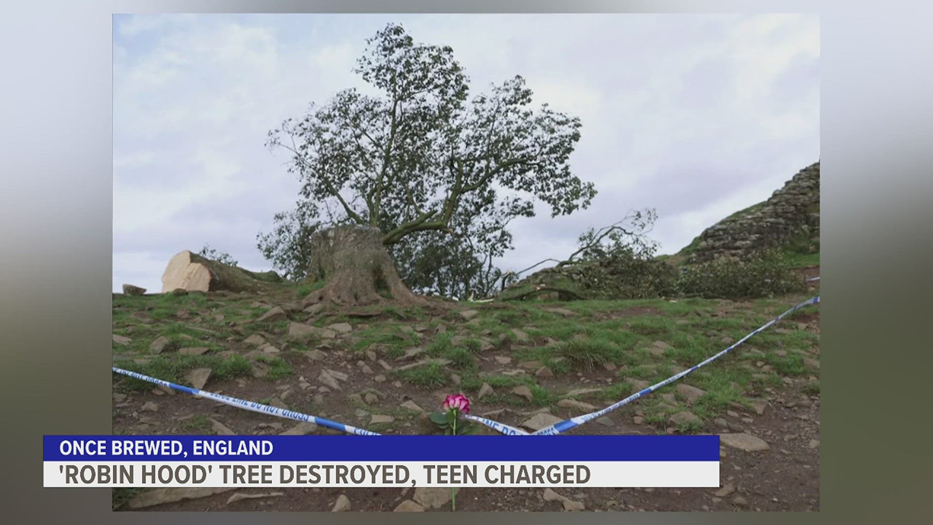 'Robin Hood' tree in Britain destroyed, teenager charged for damages ...