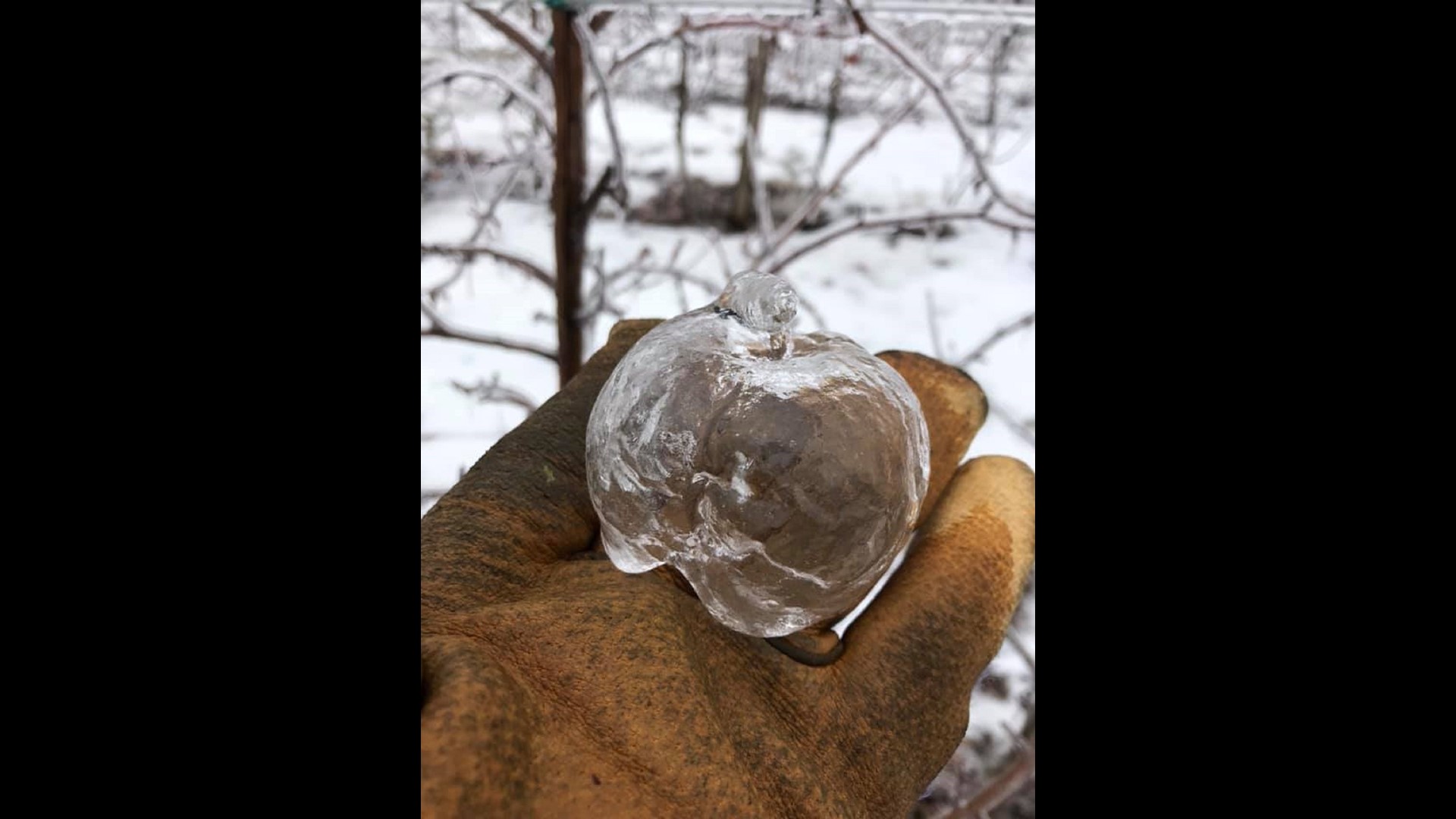 Another byproduct of this extreme cold: ghost apples | wqad.com