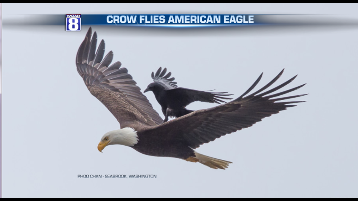 You’ve probably never seen a crow ride an eagle before | wqad.com