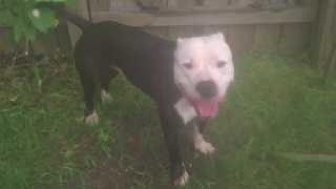 Dog remains loose after attack on Clinton man | wqad.com