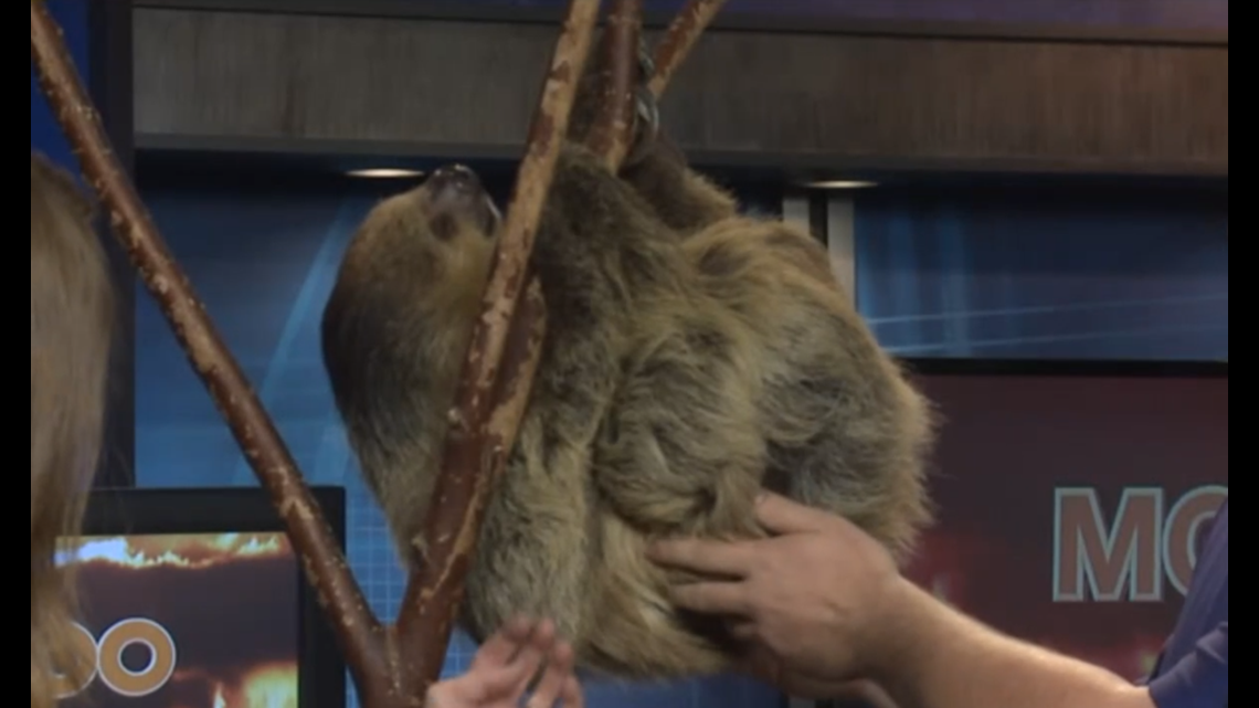 20-year-old sloth at Illinois zoo passes away | wqad.com