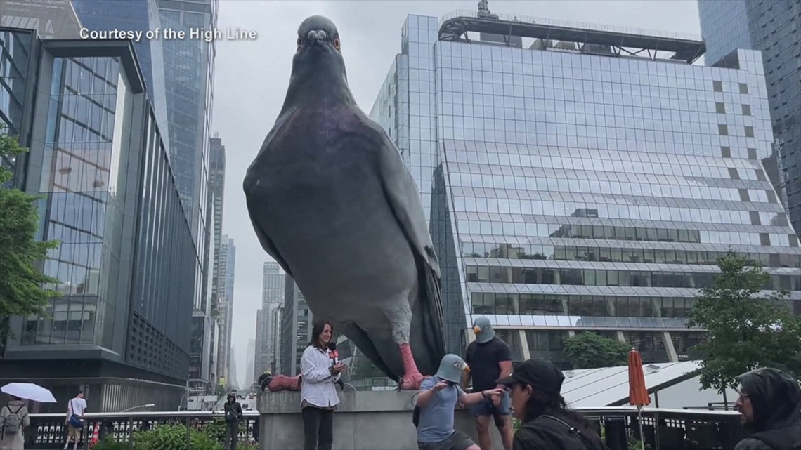 Pigeons take center stage for once-in-a-lifetime competition in New ...