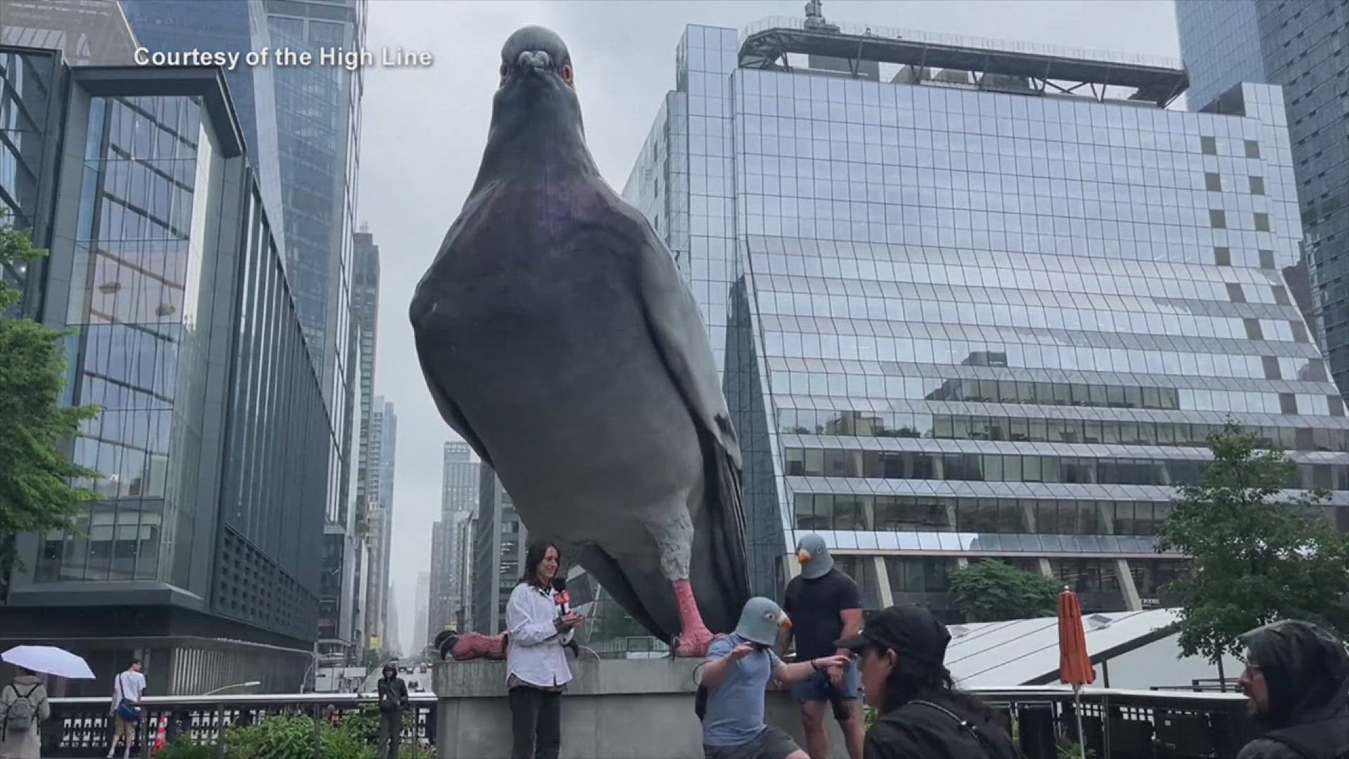 Pigeons take center stage for once-in-a-lifetime competition in New ...