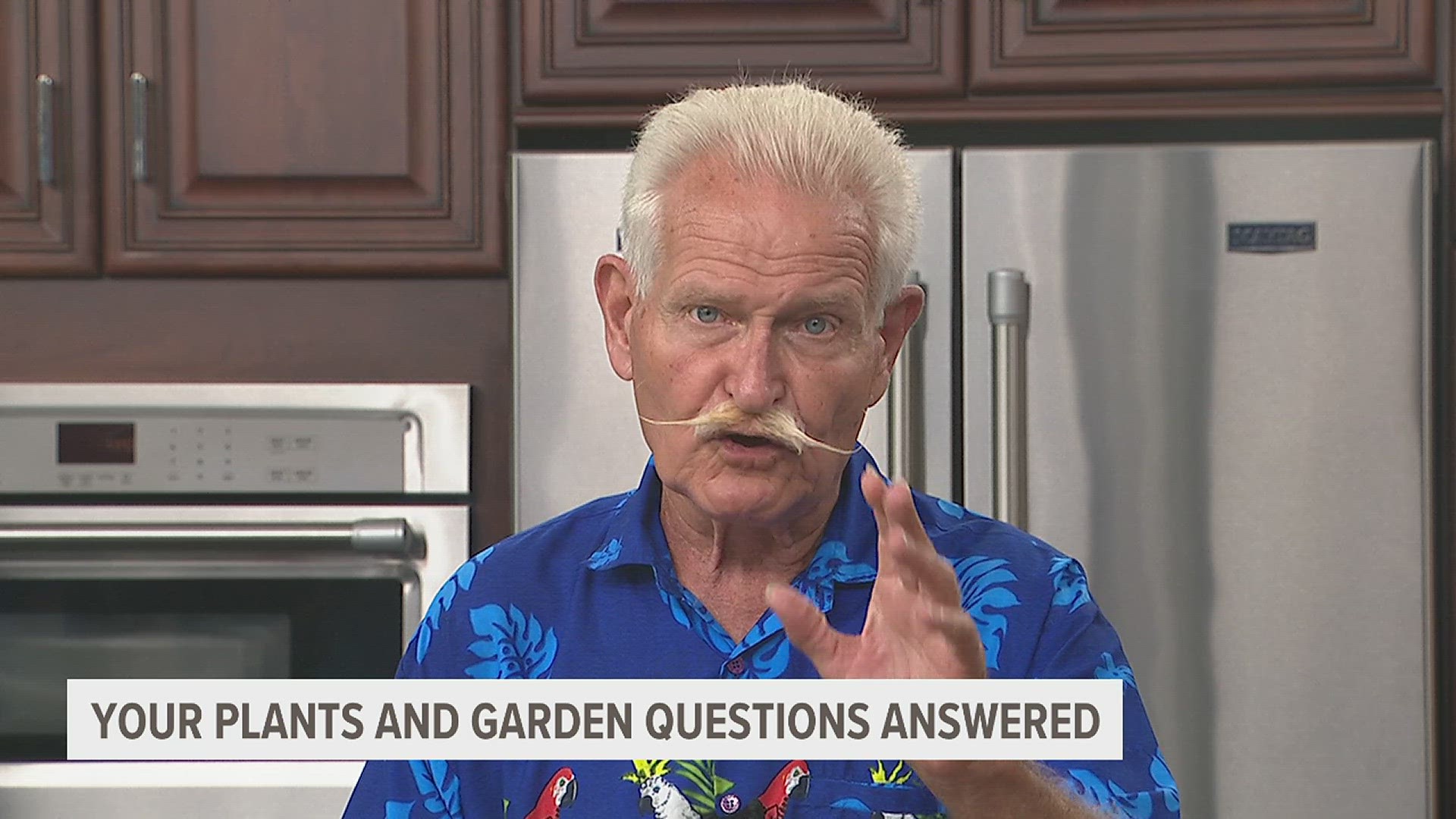 What's eating the leaves of my sweet potato plants? | Plants & Gardens ...