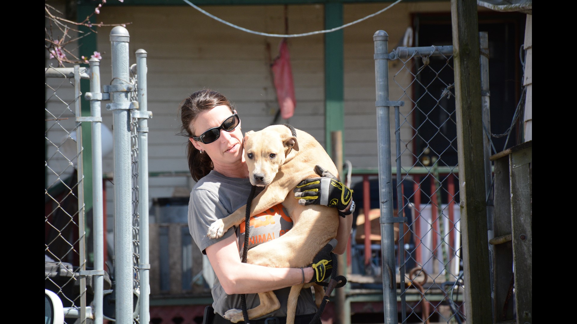 More than 60 dogs, narcotics seized in QC dog fighting bust | wqad.com