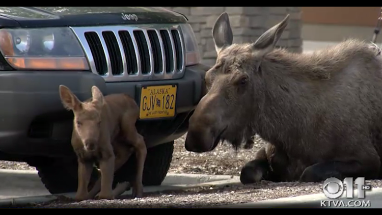 Moose gives birth in Lowe’s parking lot in Alaska | wqad.com