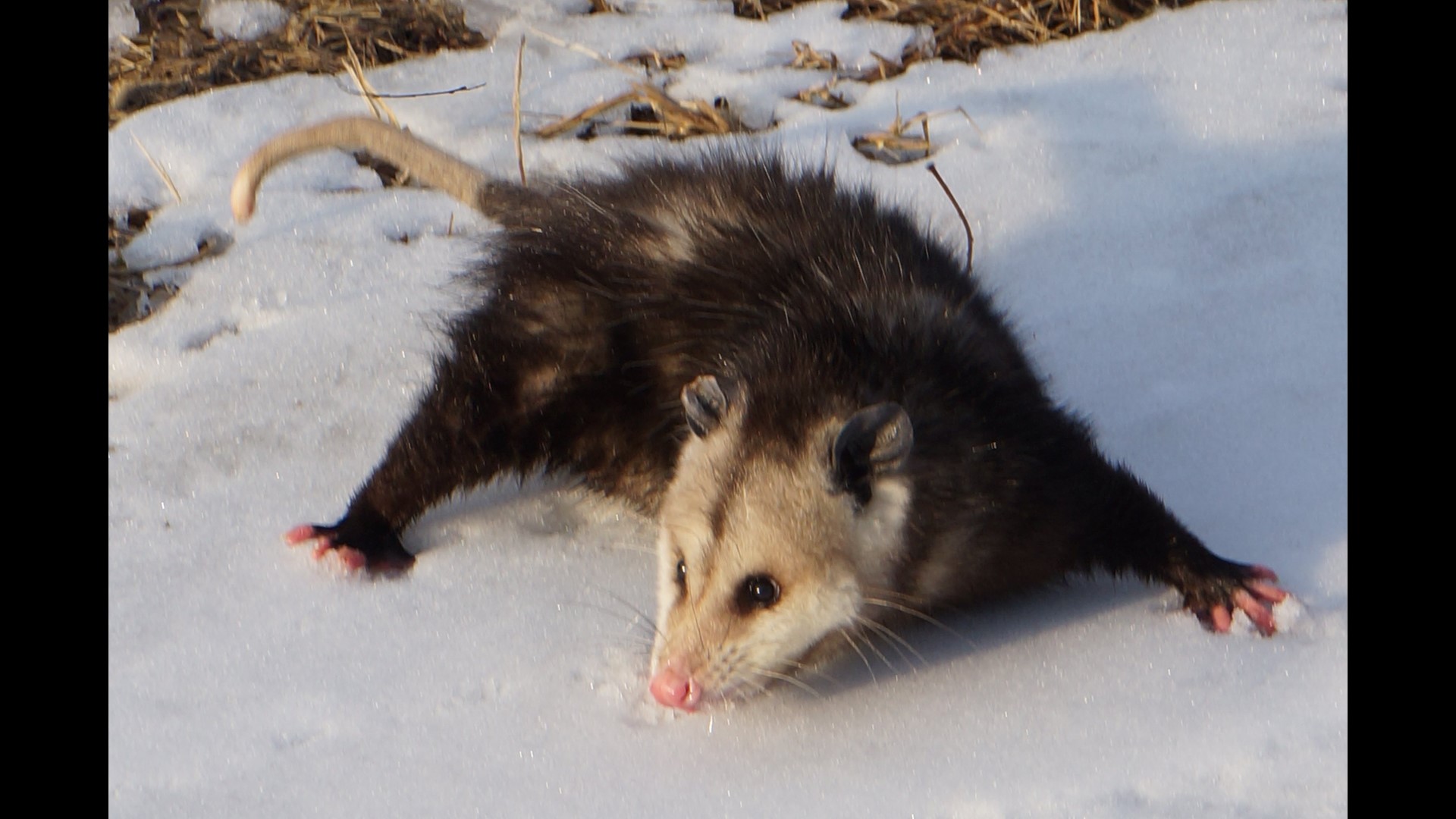 Photos: Even more wildlife in the QC | wqad.com