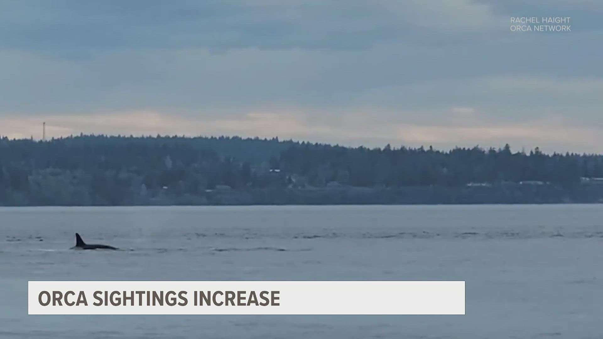 Seattle whale watchers noticing increasing sightings of orcas | wqad.com
