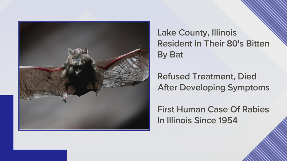 Springfield man dies of rabies from untreated bat bite; first human ...