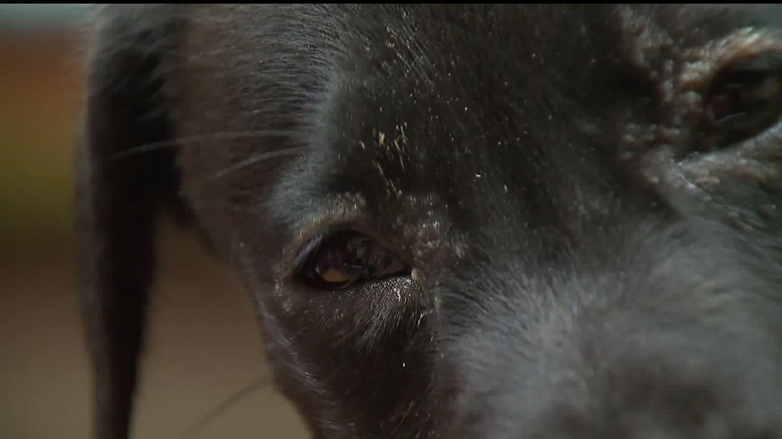 Hearing for accused teen in “Thor” case pushed to October | wqad.com