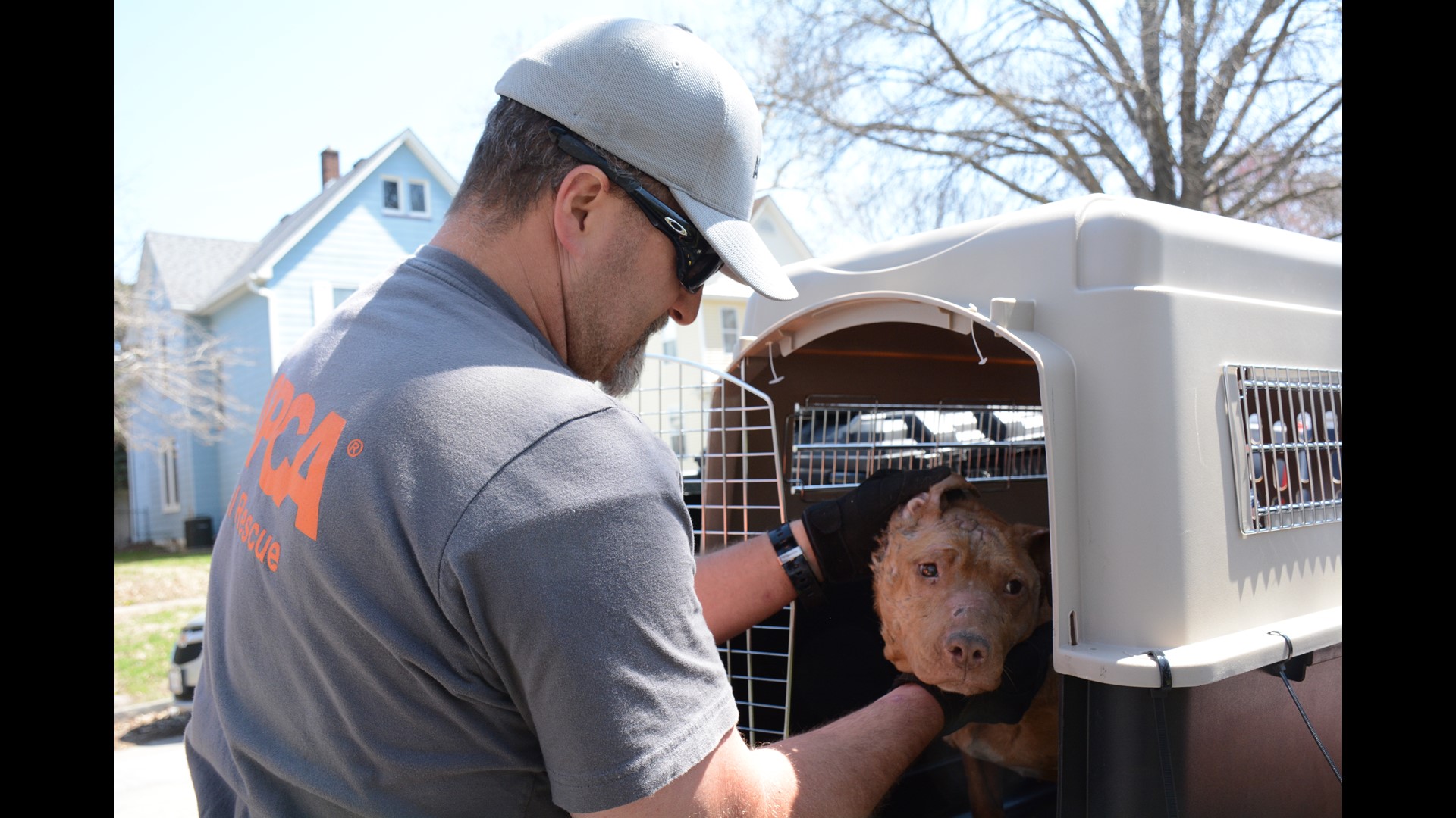 More than 60 dogs rescued in QC dog fighting ring bust | wqad.com