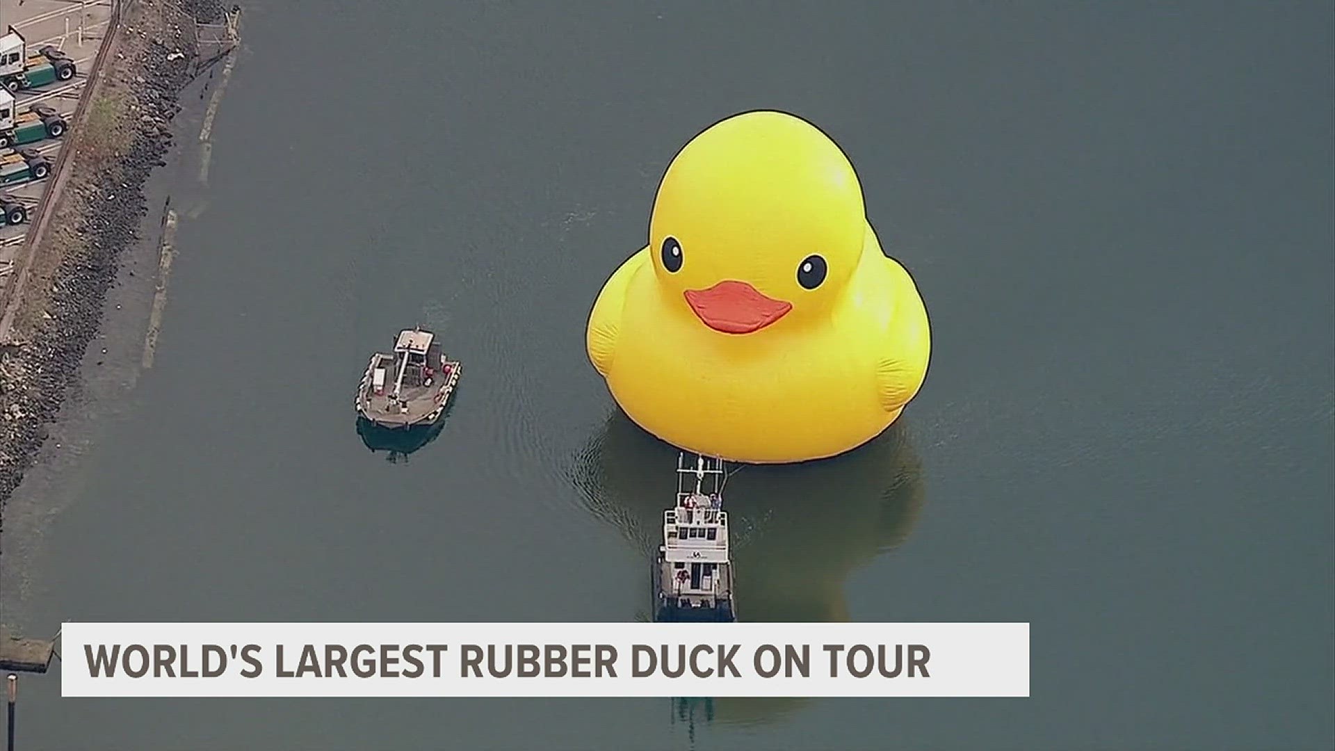World's largest rubber duck touring the East Coast | wqad.com