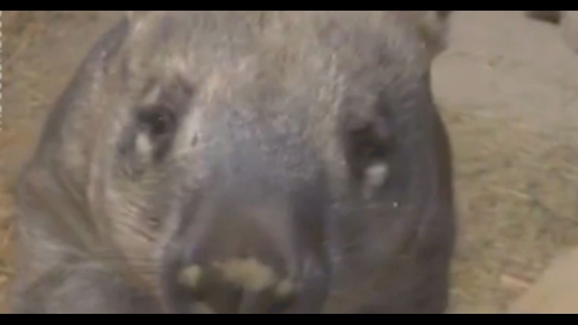 Wombat poop: Scientists have finally discovered why it’s cubed | wqad.com