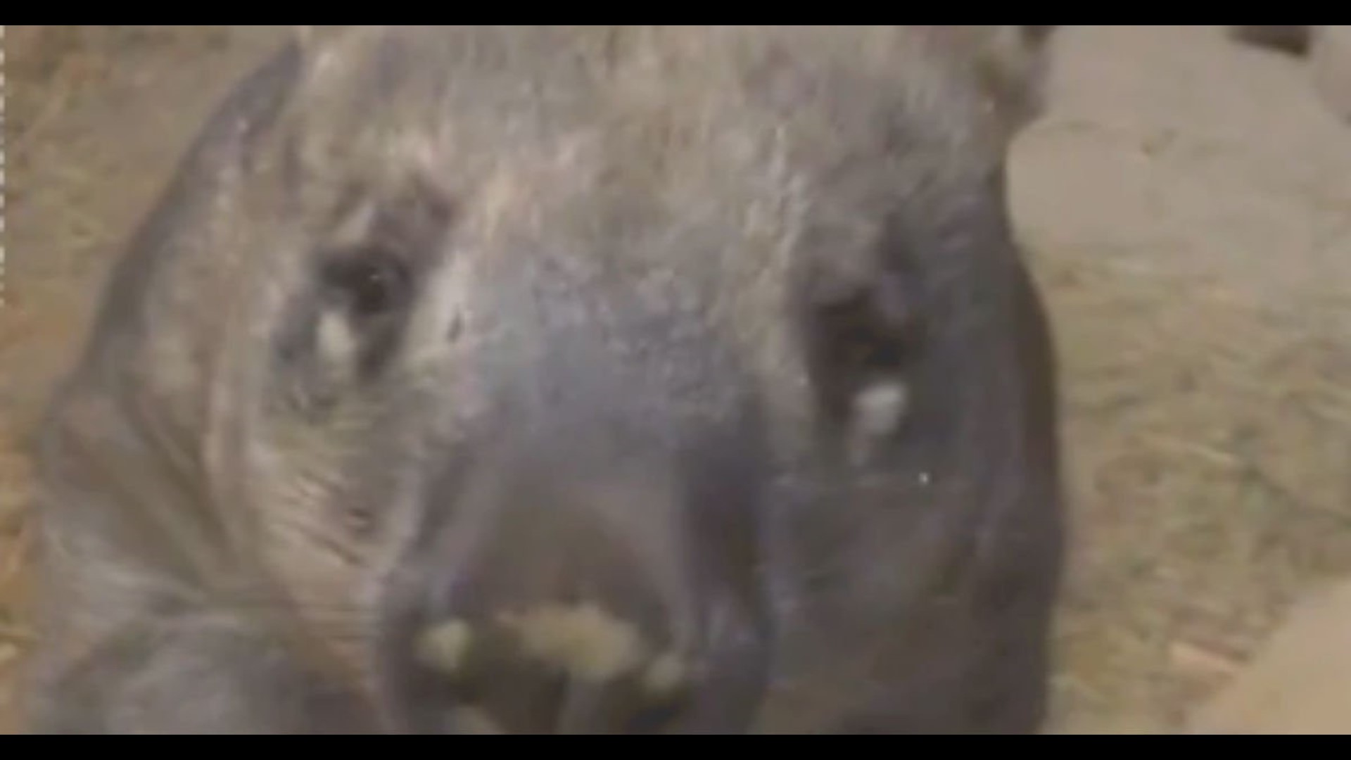 Wombat poop: Scientists have finally discovered why it’s cubed | wqad.com