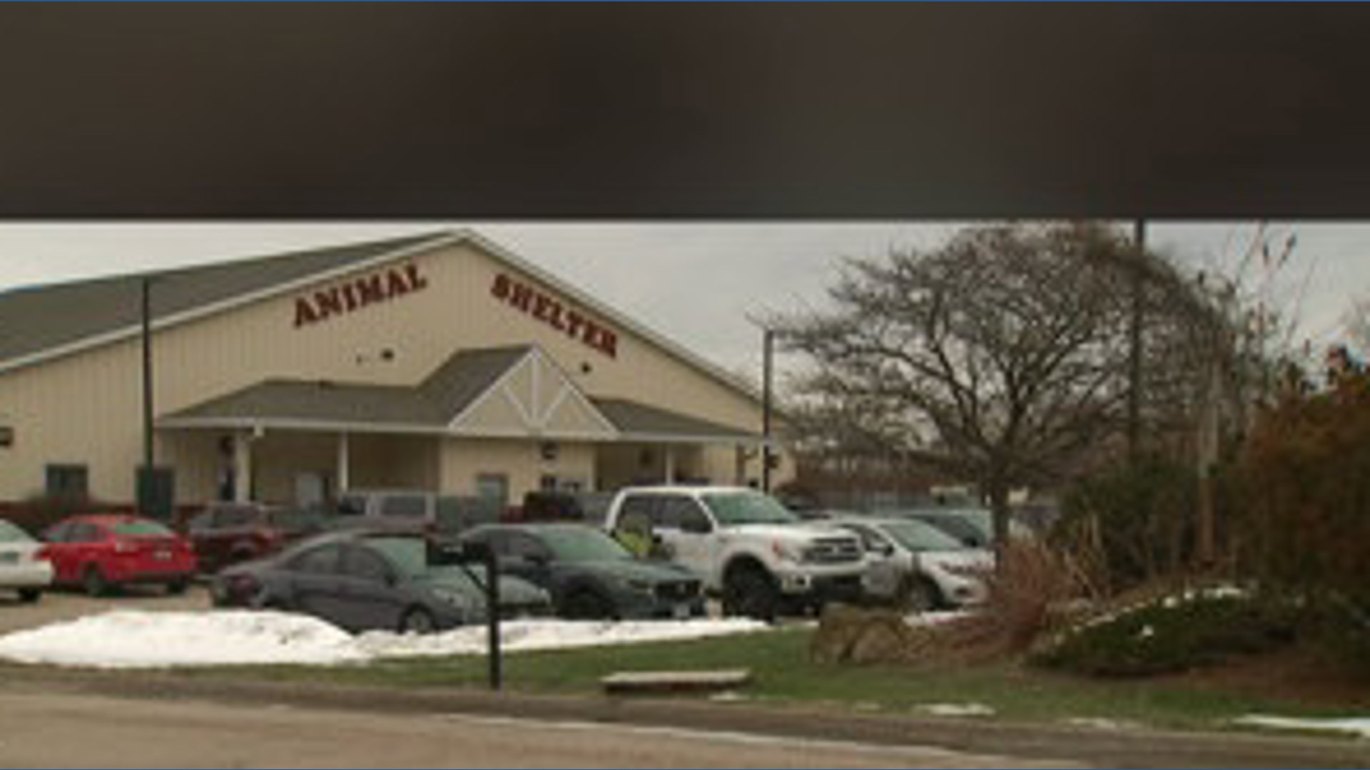 QC Paws hosts major adoption day | wqad.com