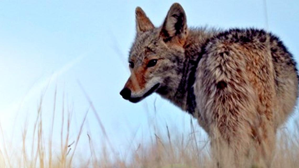 Iowa DNR urges caution during coyote hunting season | weareiowa.com