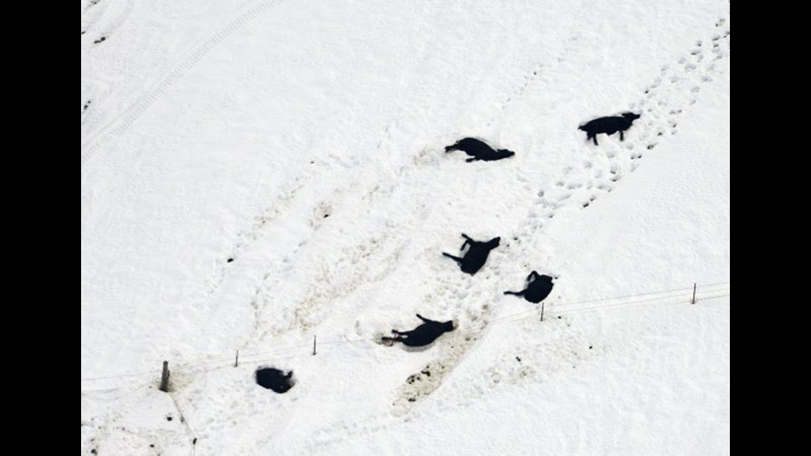 South Dakota blizzard kills cattle herds | wqad.com