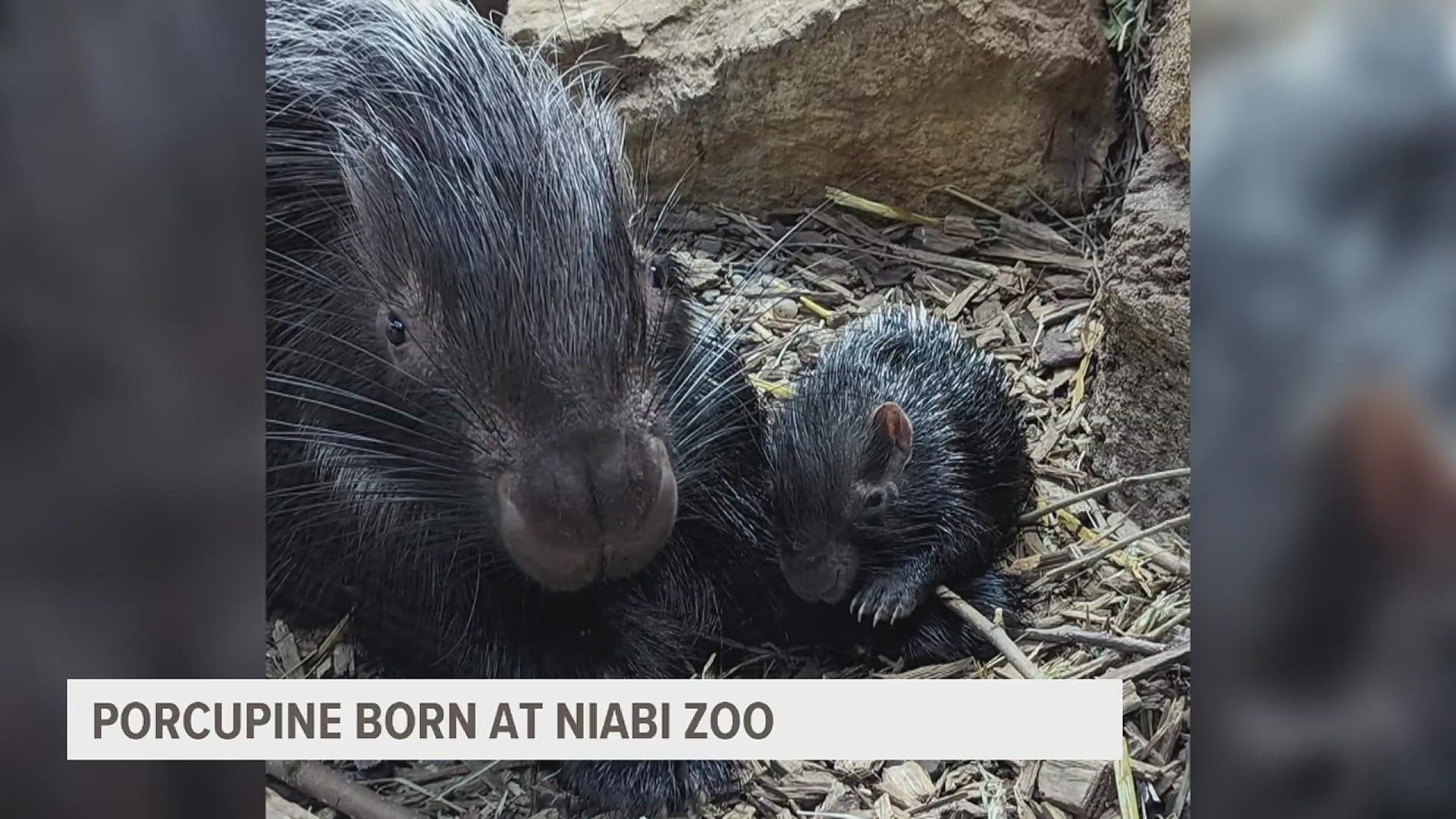 Niabi celebrates the birth of their first African Cape Porcupine | wqad.com