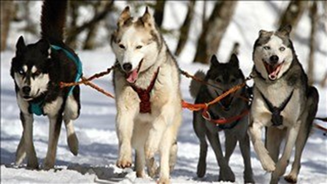 Iditarod dog team reaches checkpoint without their musher | wqad.com