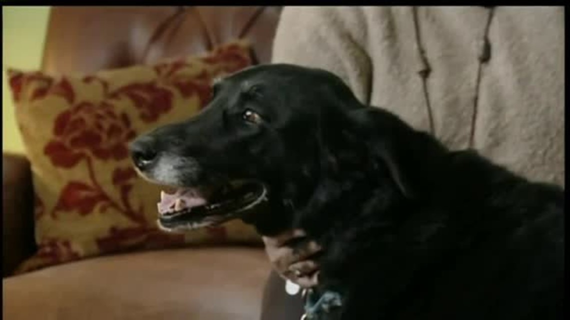 Family’s dog turns up 10 years after vanishing from home | wqad.com