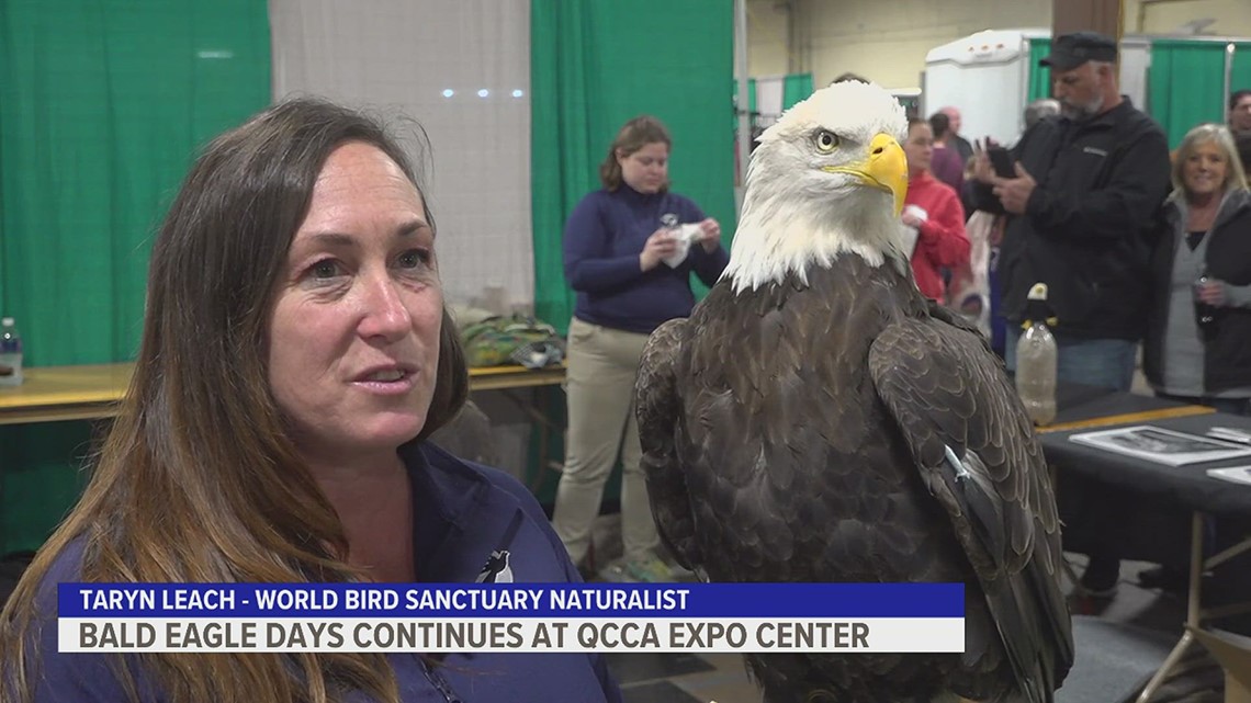 Bald Eagle Days continues at the QCCA Expo Center | wqad.com