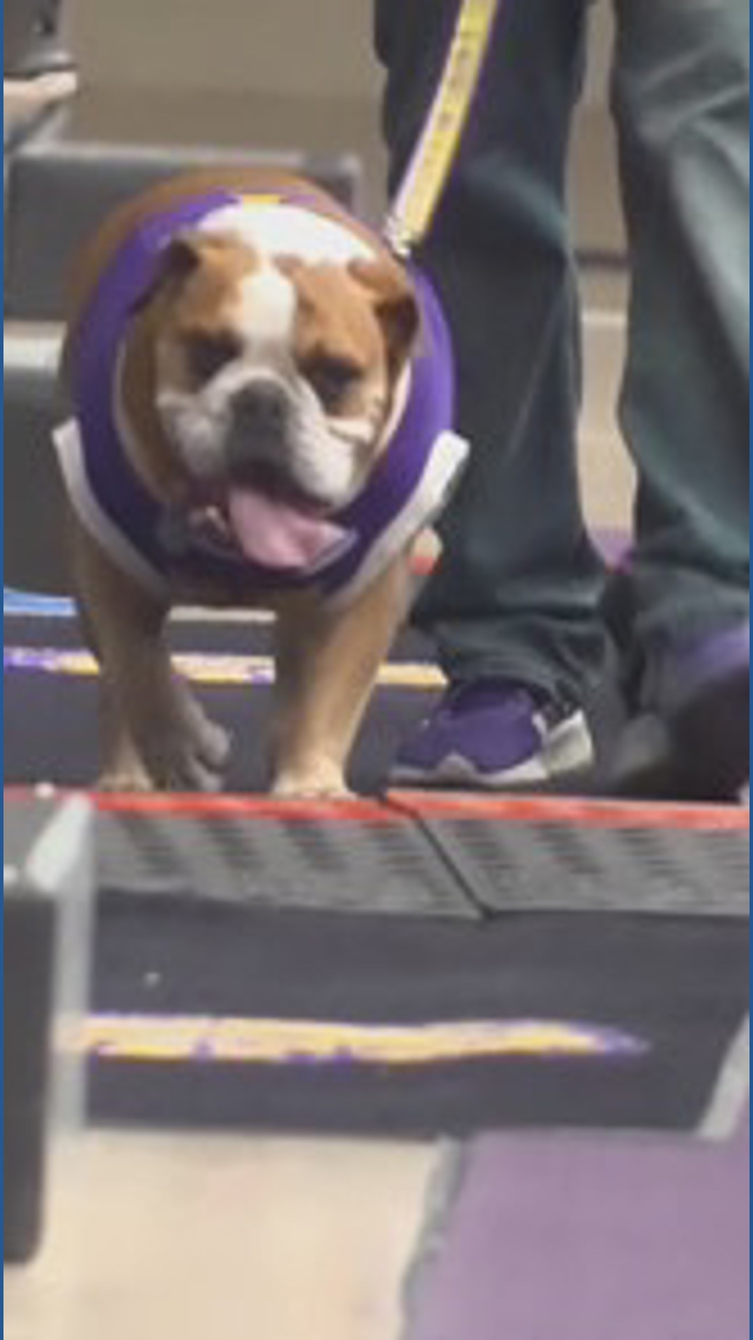 Western Illinois University's mascot is the only one officially ...