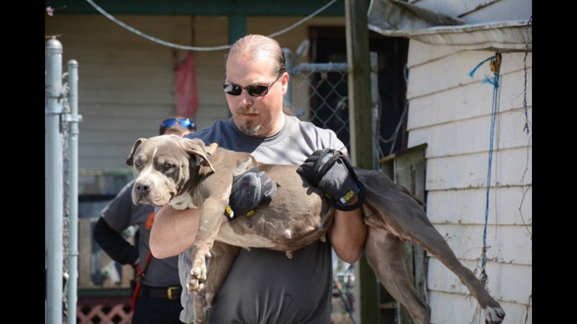 More than 60 dogs rescued in QC dog fighting ring bust | wqad.com