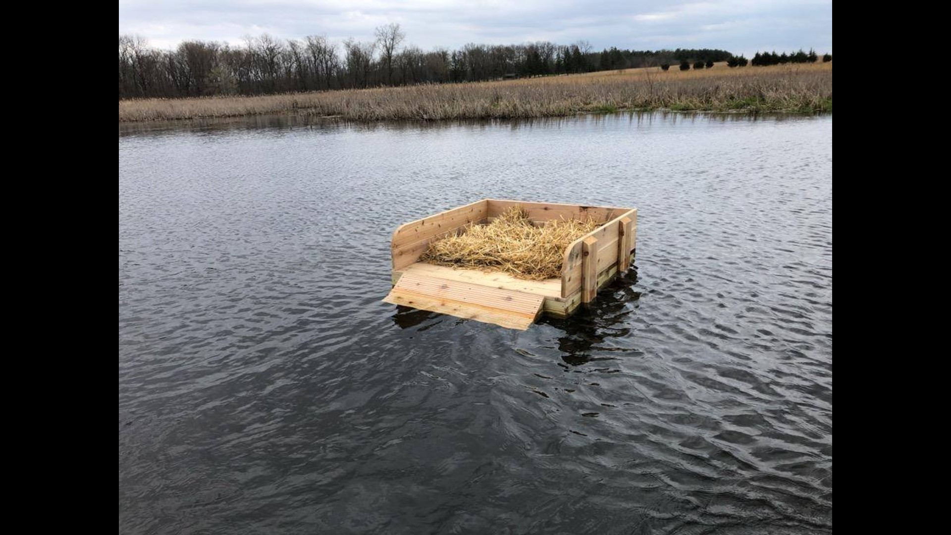 Why these nests are floating on the water at Scott County Park | wqad.com
